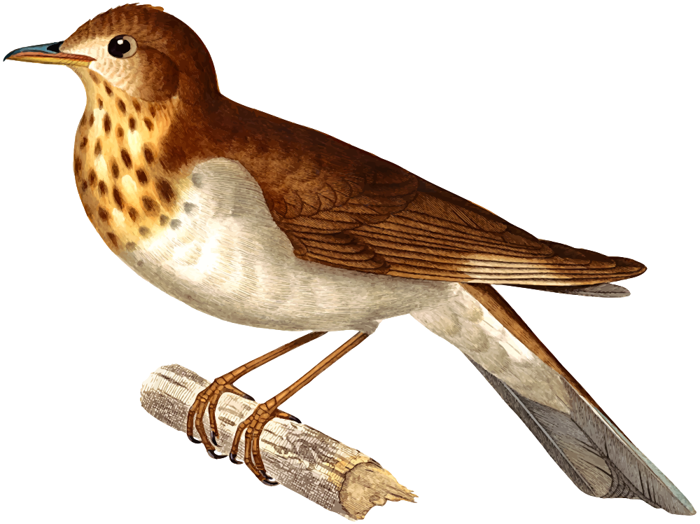 OnlineLabels Clip Art - Thrush