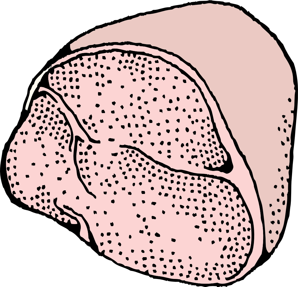 OnlineLabels Clip Art - ham 2